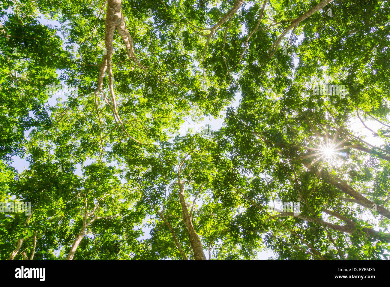 Para rubber tree plantation, Tree with green leaves background Stock ...