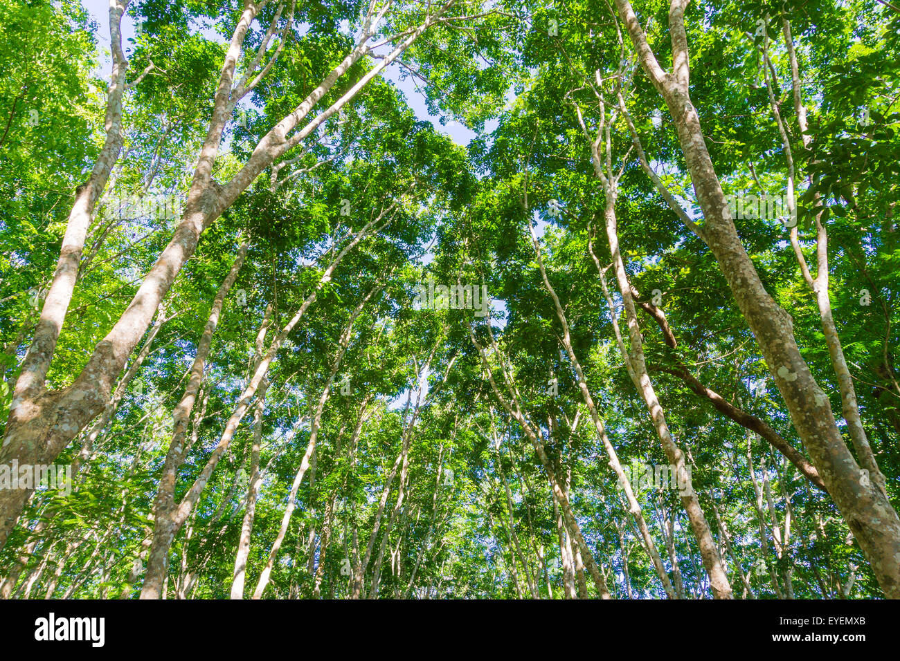 Para rubber tree plantation, Tree with green leaves background Stock ...