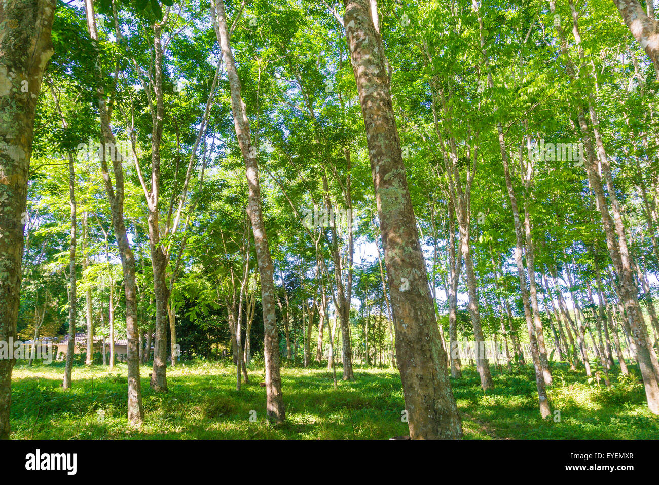 Para rubber tree plantation, Tree with green leaves background Stock ...