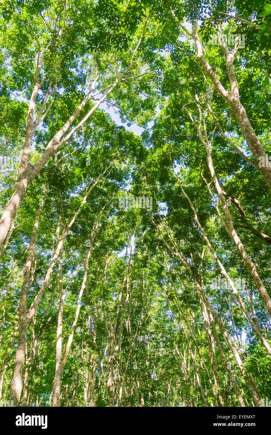Para rubber tree plantation, Tree with green leaves background Stock ...