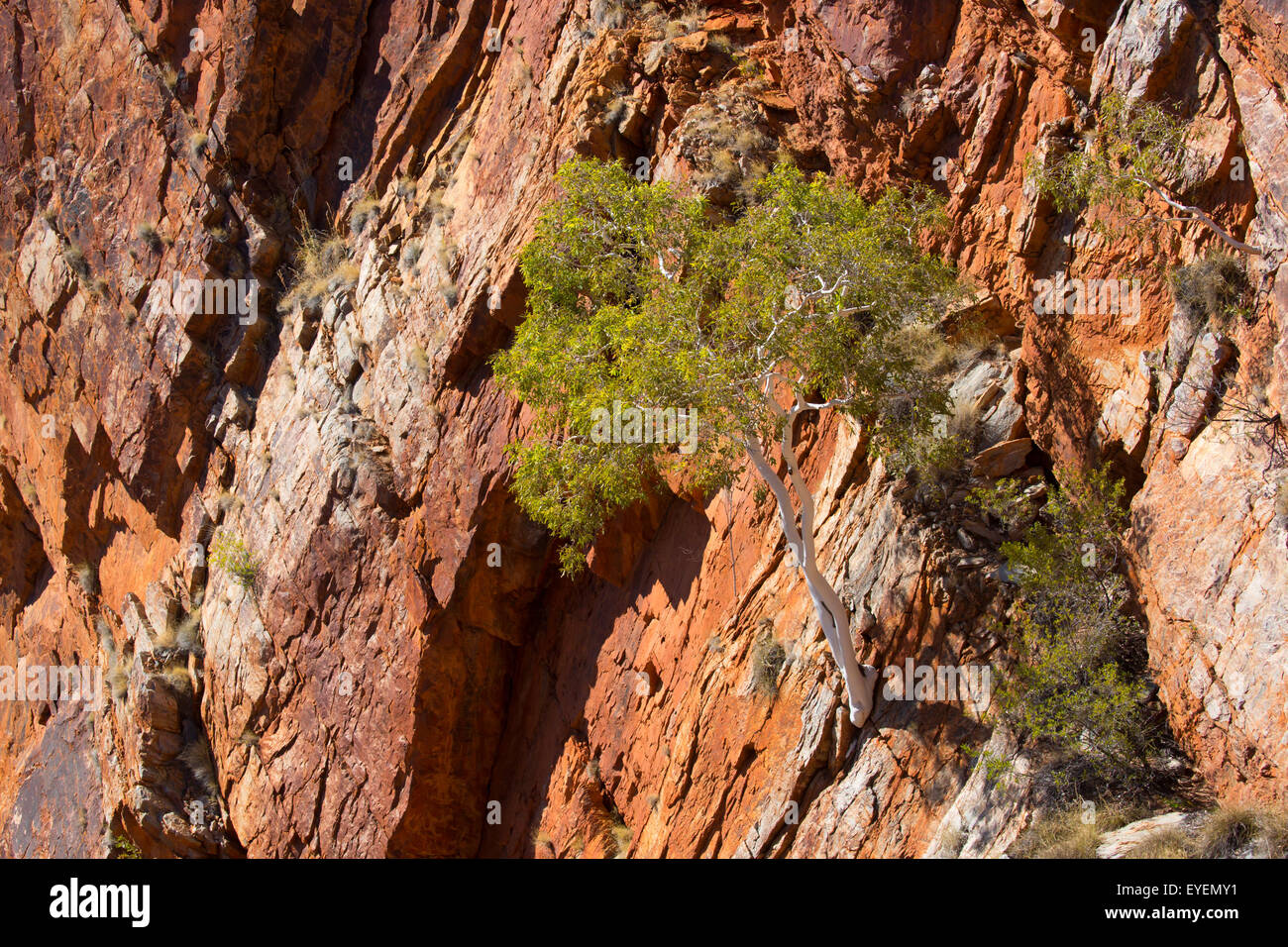 The view from the Serpentine Gorge Lookout of an Australian gum tree ...