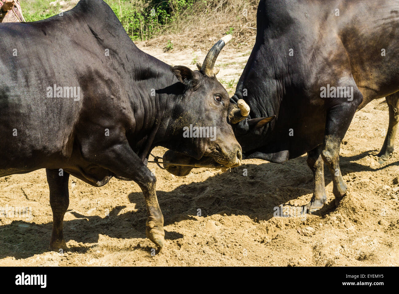 Fighting cow attacks on battle field, Traditional cow fighting Stock ...