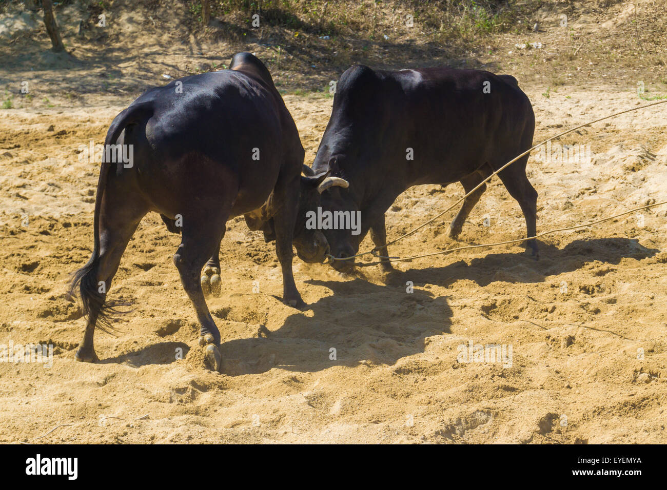 Fighting cow attacks on battle field, Traditional cow fighting Stock ...