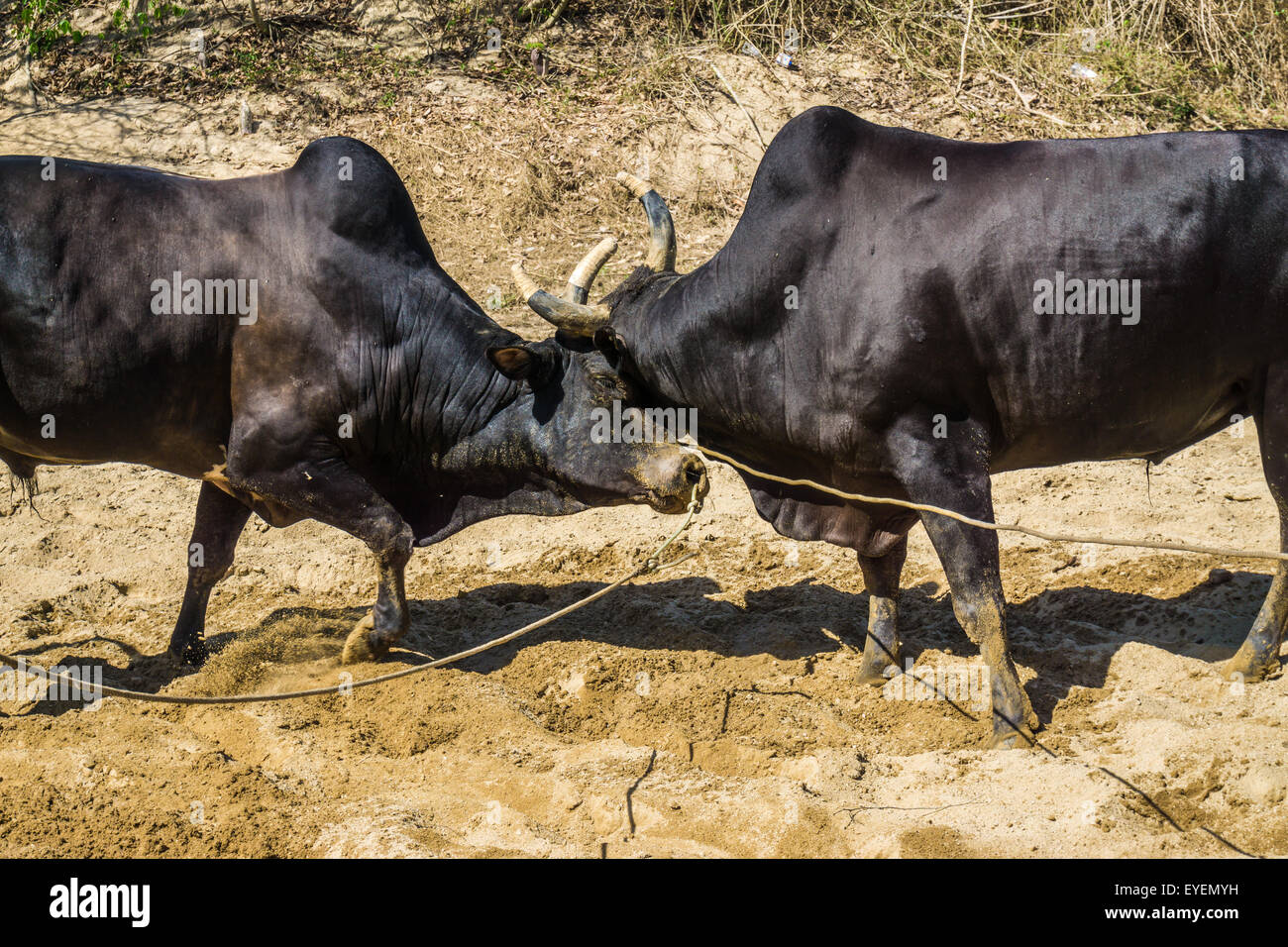 Cow fighting hi-res stock photography and images - Alamy