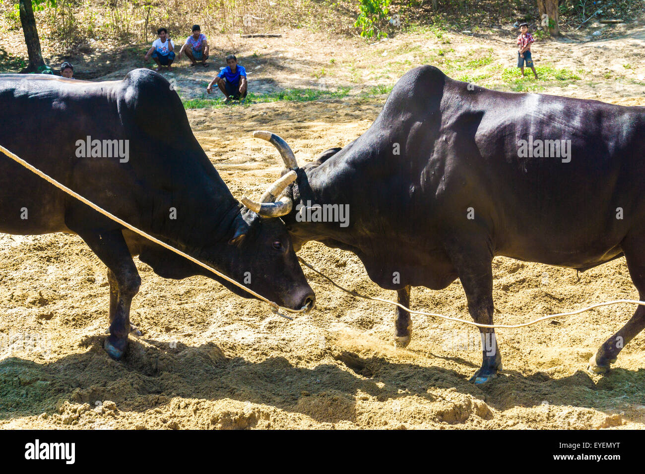 Herens cattle hi-res stock photography and images - Alamy