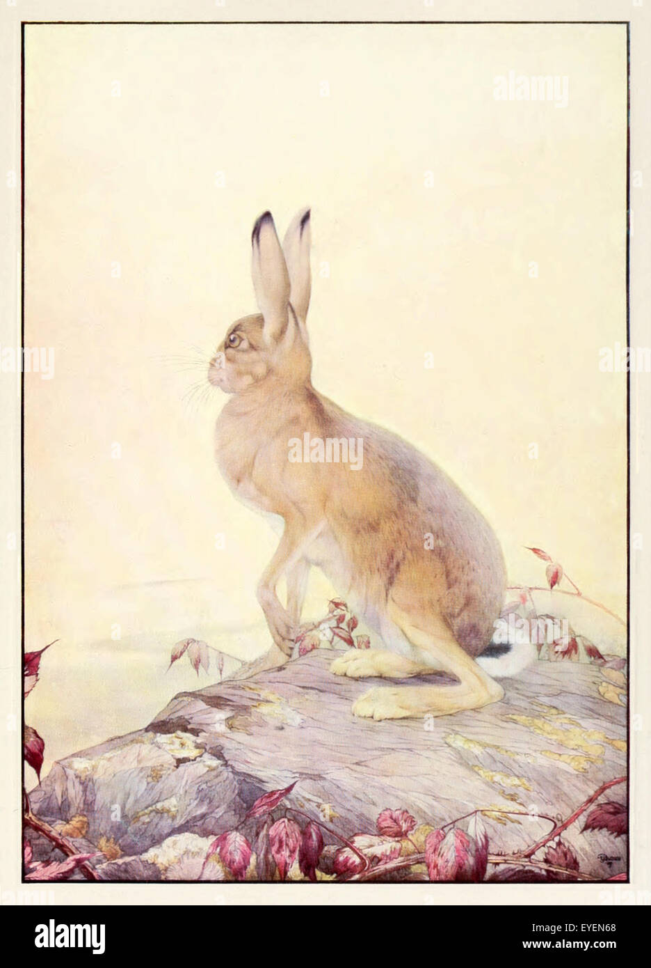 'The Hare and the Tortoise' fable by Aesop (circa 600BC). A Tortoise ...