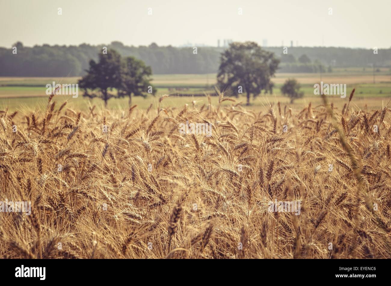 Growth countryside hi-res stock photography and images - Alamy