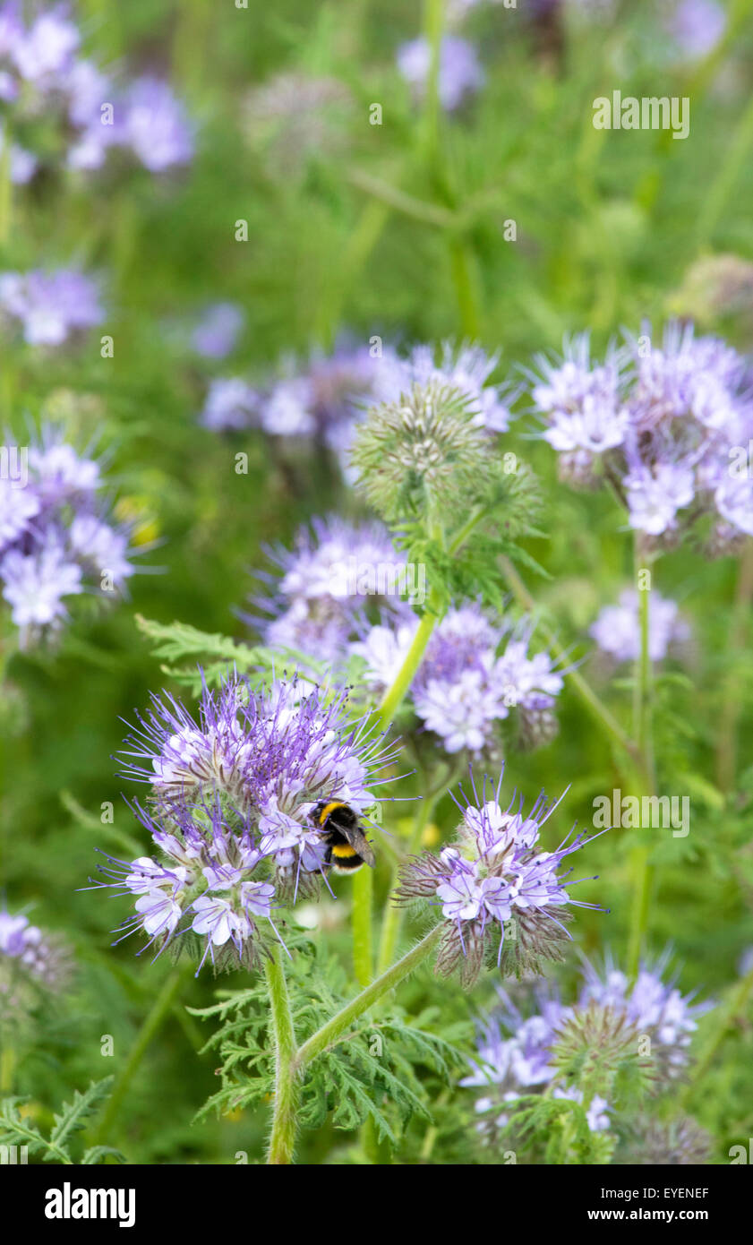 Phacelia a Bee friendly plant Stock Photo - Alamy
