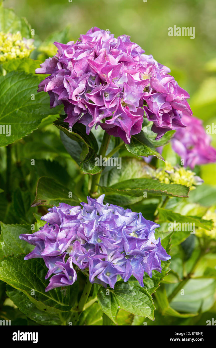Hydrangeas hi-res stock photography and images - Alamy