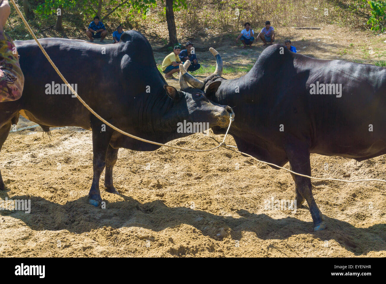 Fighting cow attacks on battle field, Traditional cow fighting Stock ...