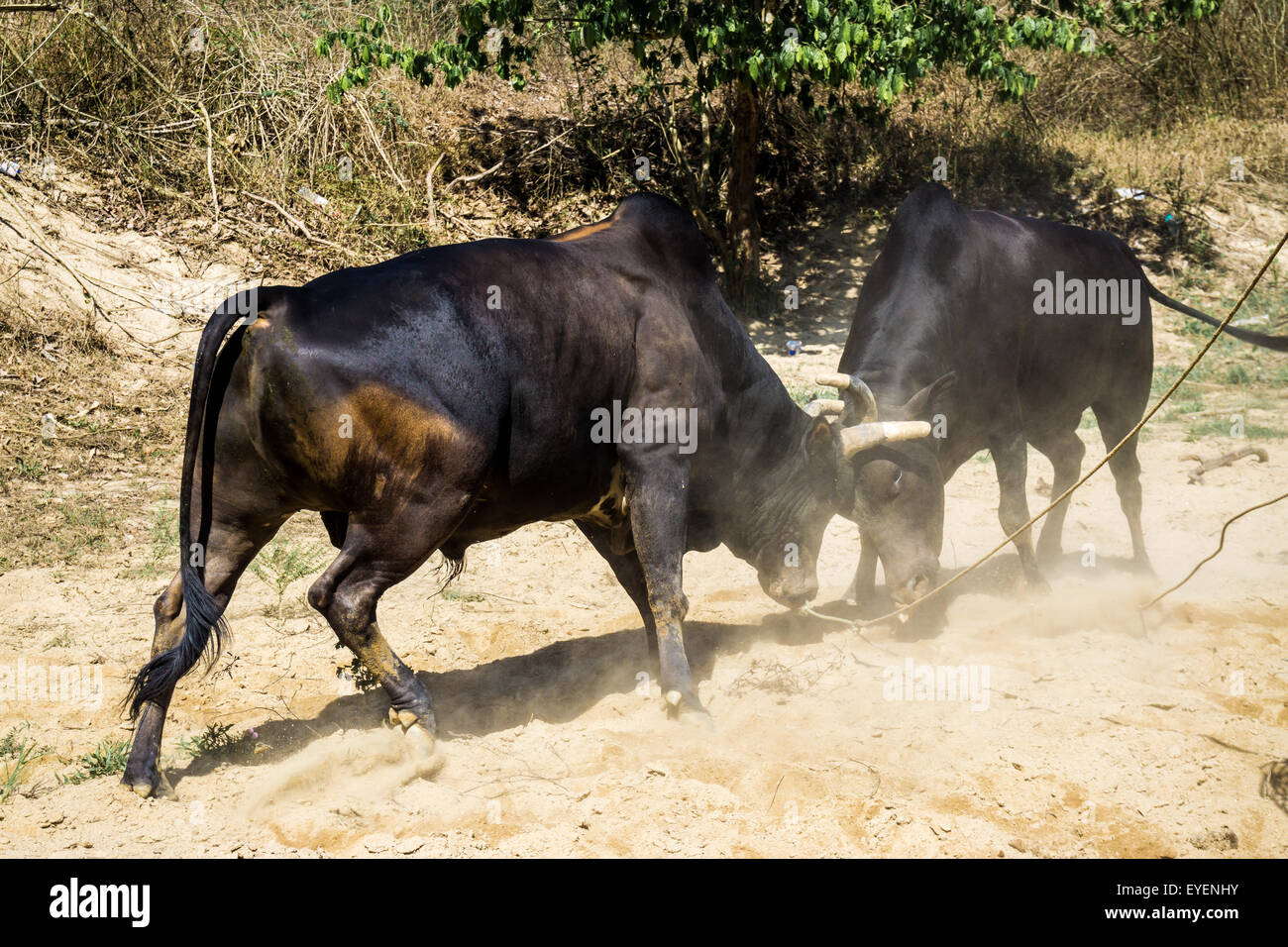 Fighting cow attacks on battle field, Traditional cow fighting Stock ...