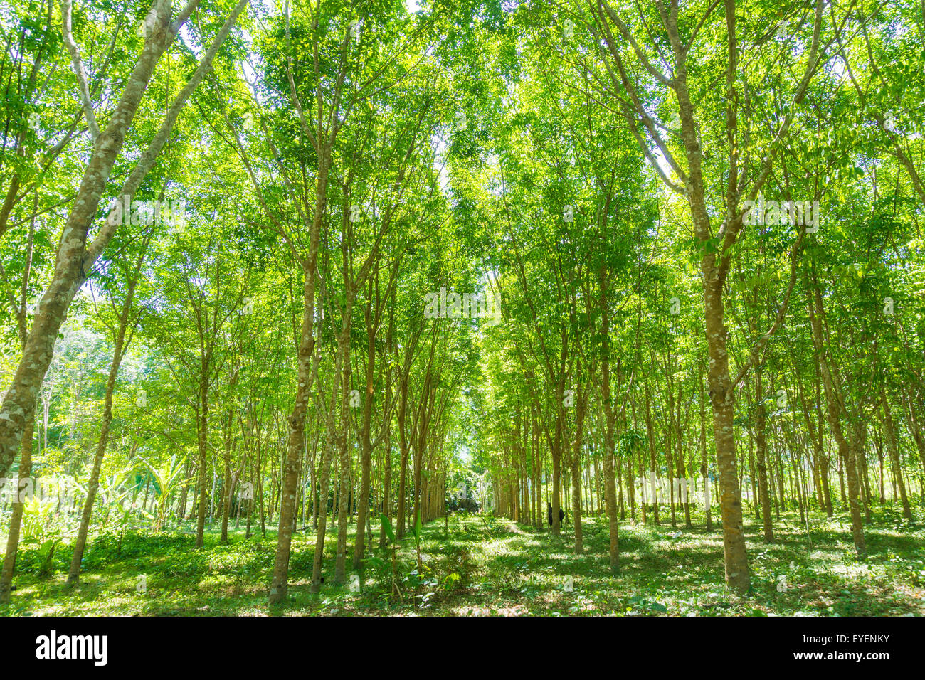 Rubber tree background hi-res stock photography and images - Alamy