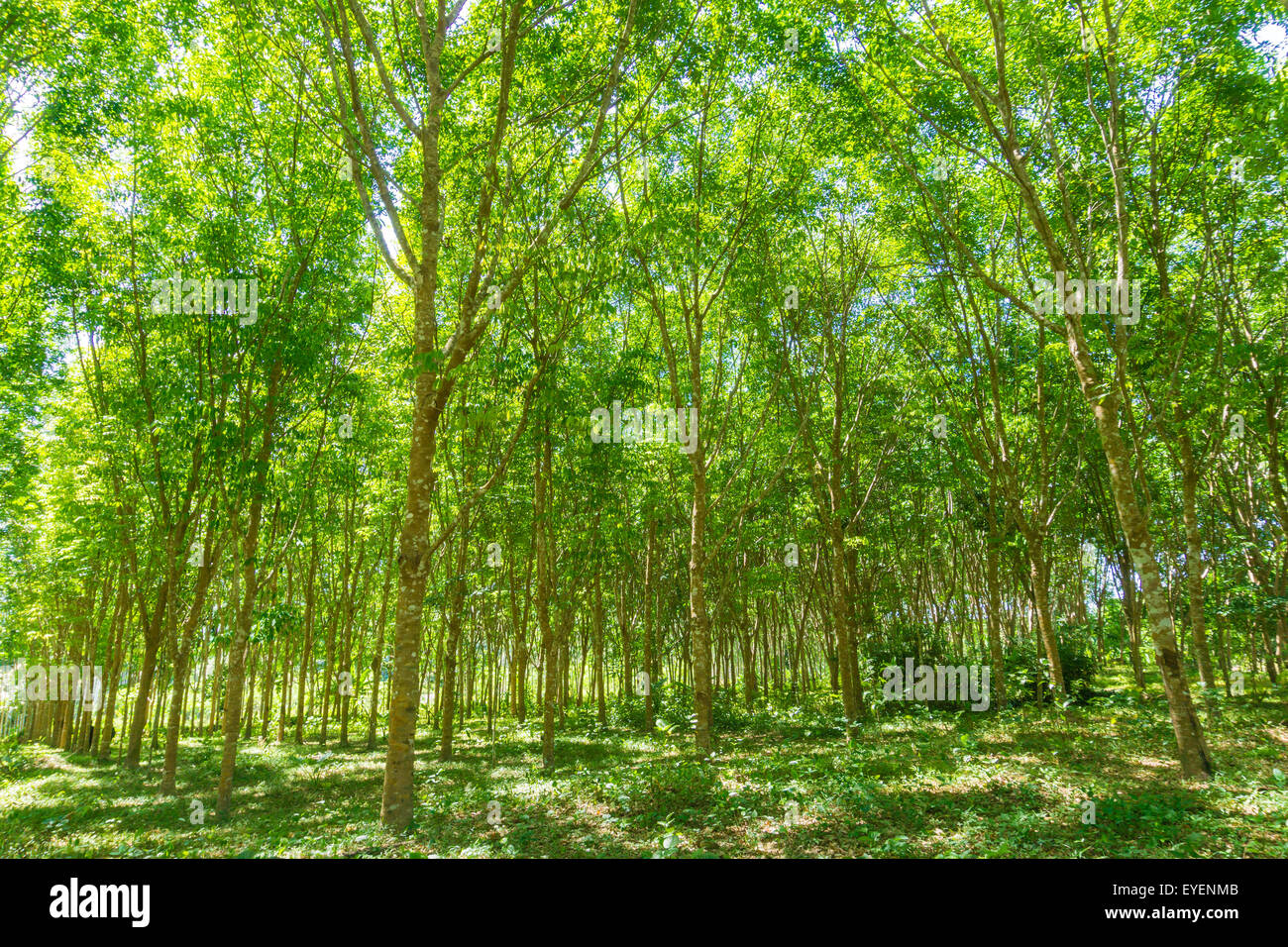 Rubber tree row agricultural, Green leaves background Stock Photo - Alamy