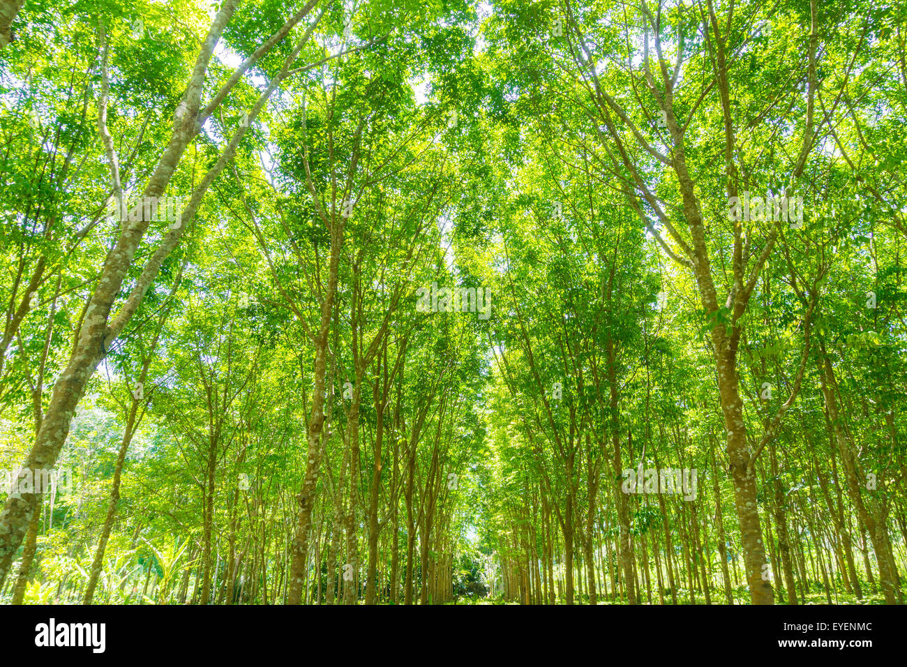 Rubber tree row agricultural, Green leaves background Stock Photo - Alamy