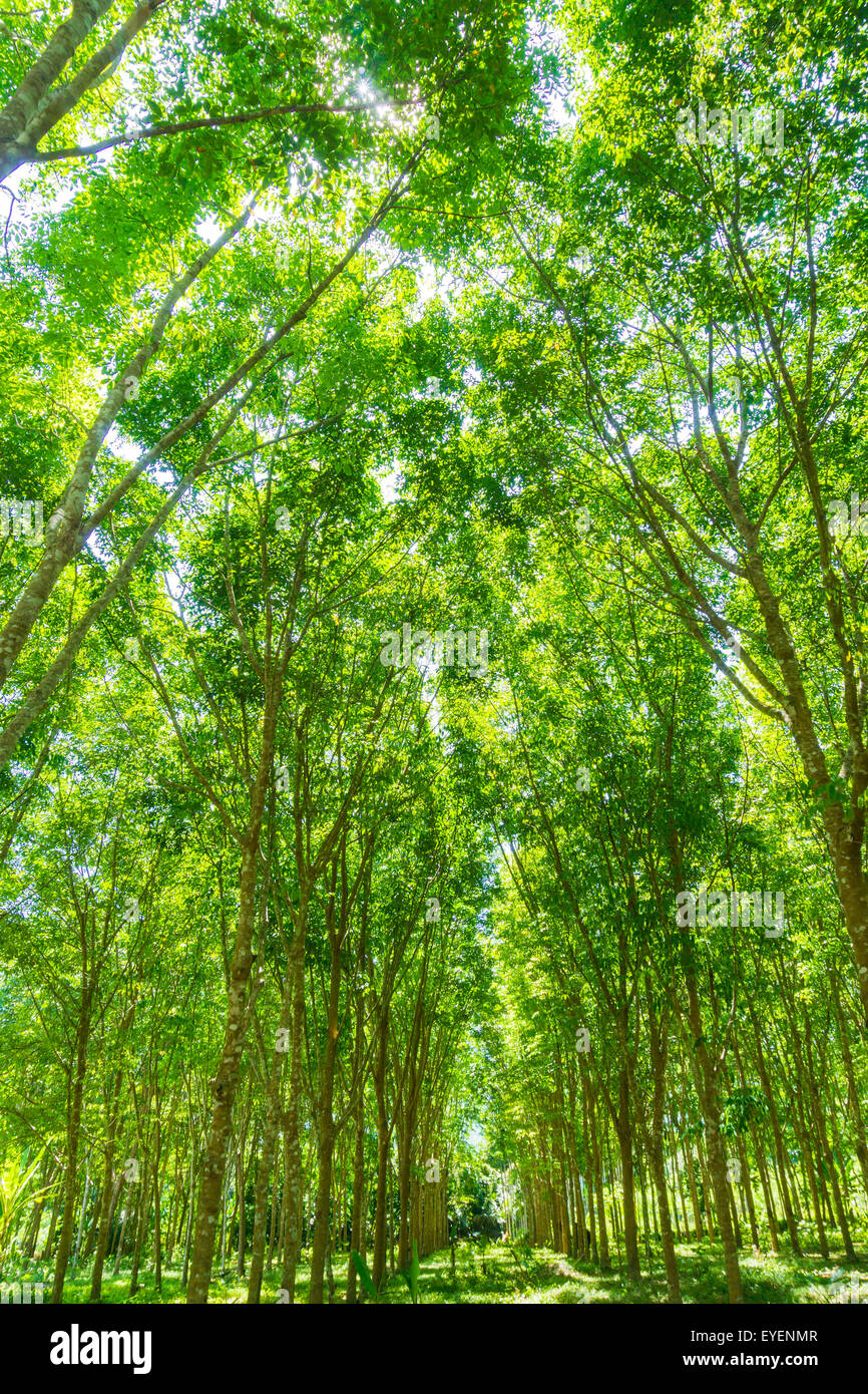 Rubber tree row agricultural, Green leaves background Stock Photo - Alamy