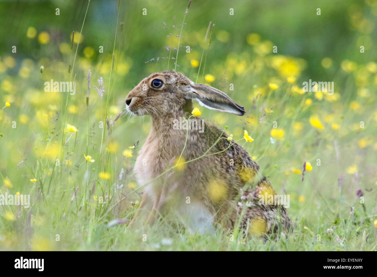 European Brown hare "Lepus europaeus" grazing in a meadow, England, UK ...