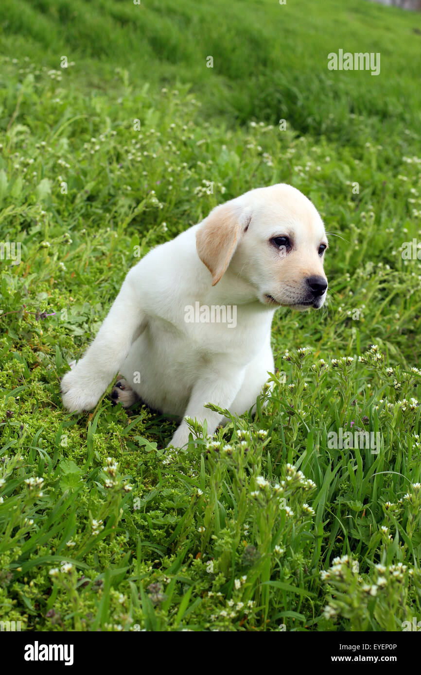 nice yellow labrador puppy in green grass in spring Stock Photo - Alamy