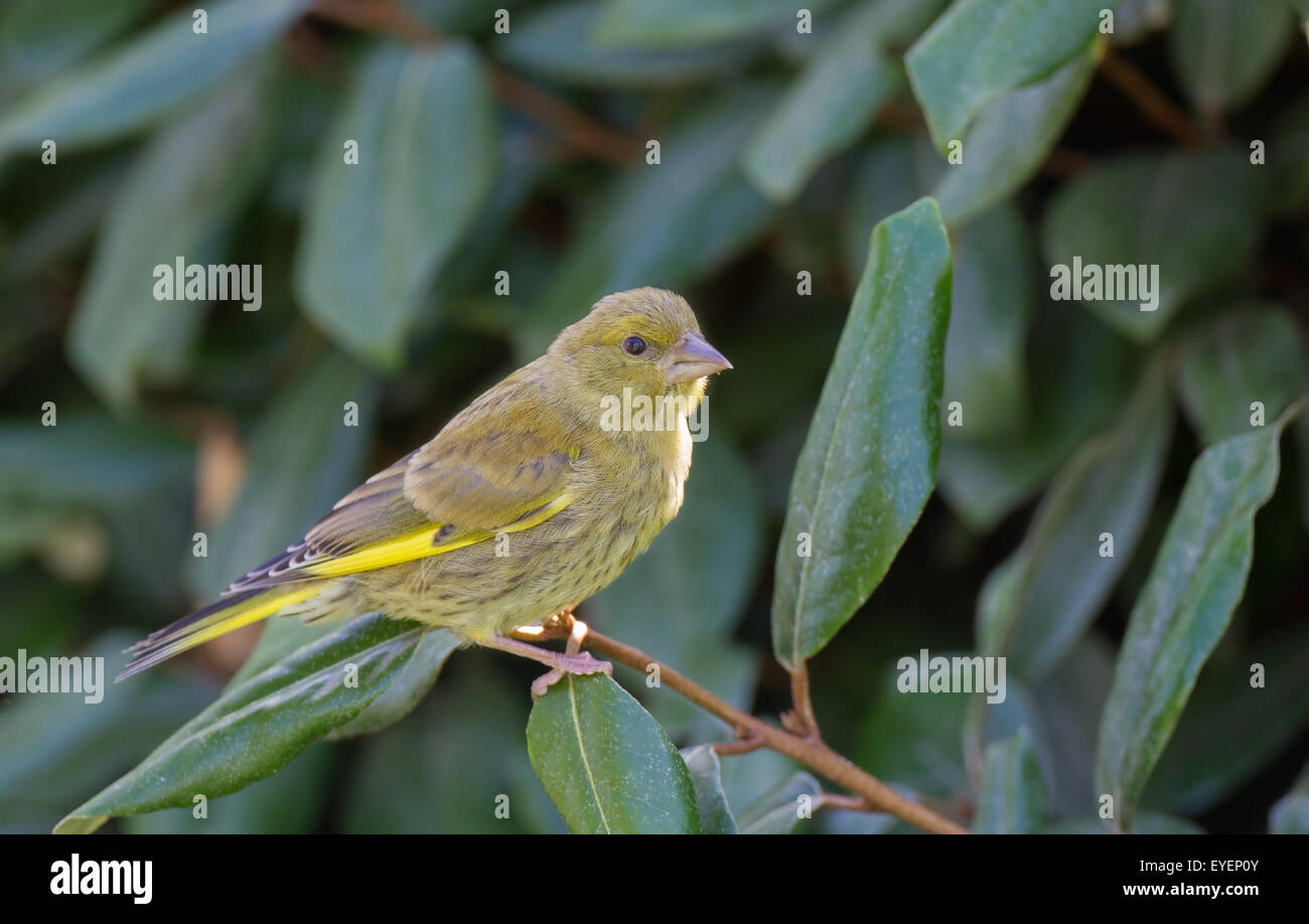 Greenfinch juvenile in Welsh garden Stock Photo - Alamy