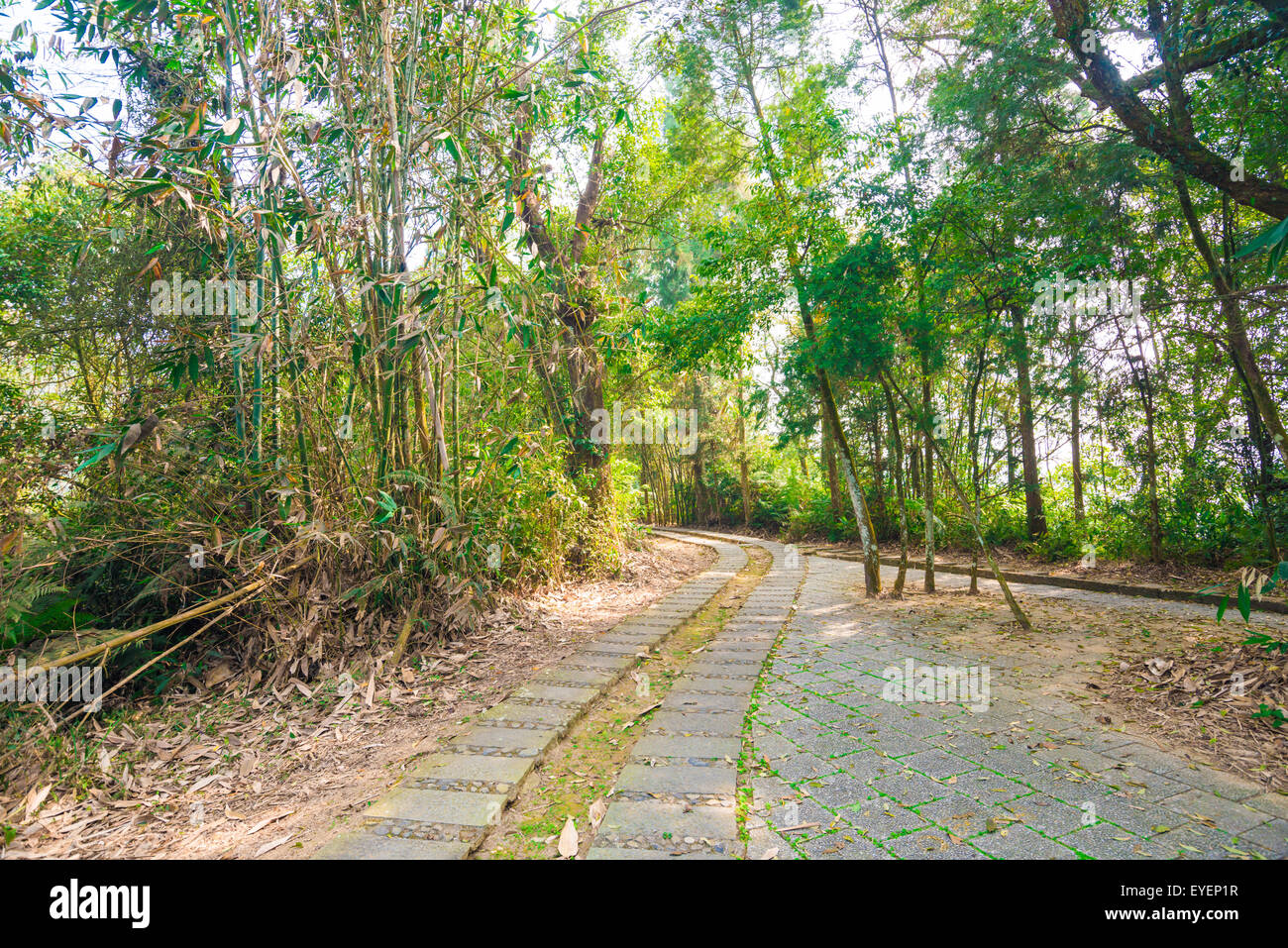 Pathway in summer mountains. Through the green tree path with concrete surface Stock Photo - Alamy