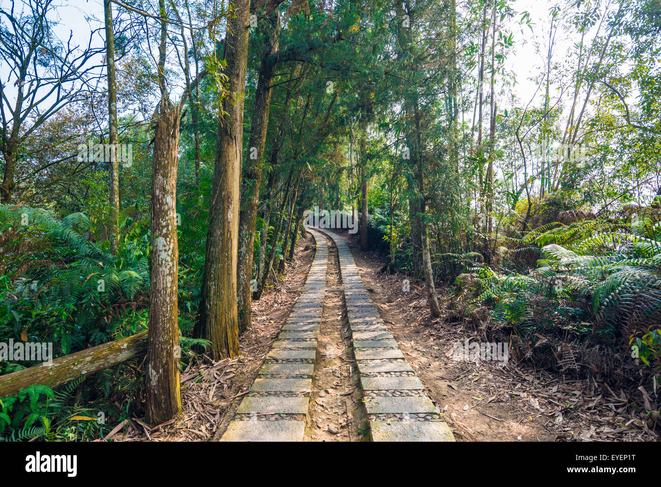 Pathway in summer mountains. Through the green tree path with concrete surface Stock Photo - Alamy