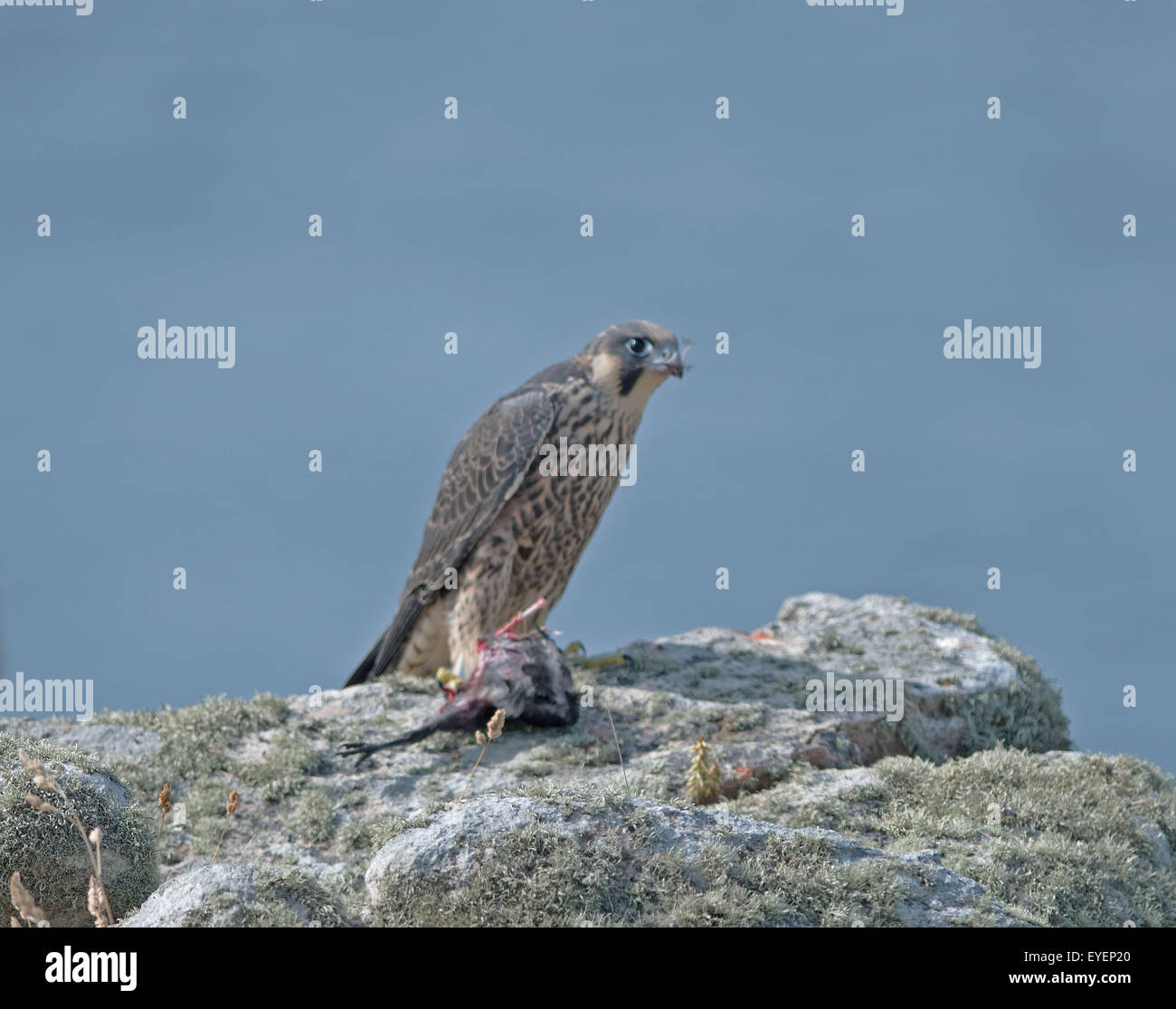 Peregrine falcon fledging hi-res stock photography and images - Alamy