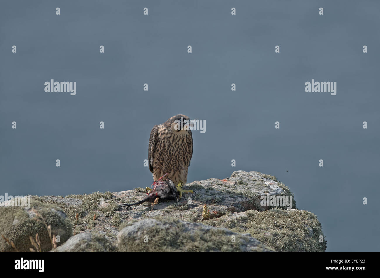 Cornish peregrine falcon hi-res stock photography and images - Alamy