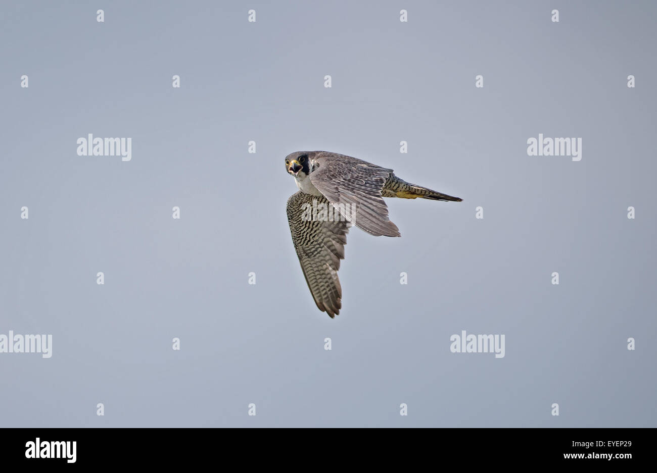 Peregine falcon hi-res stock photography and images - Alamy