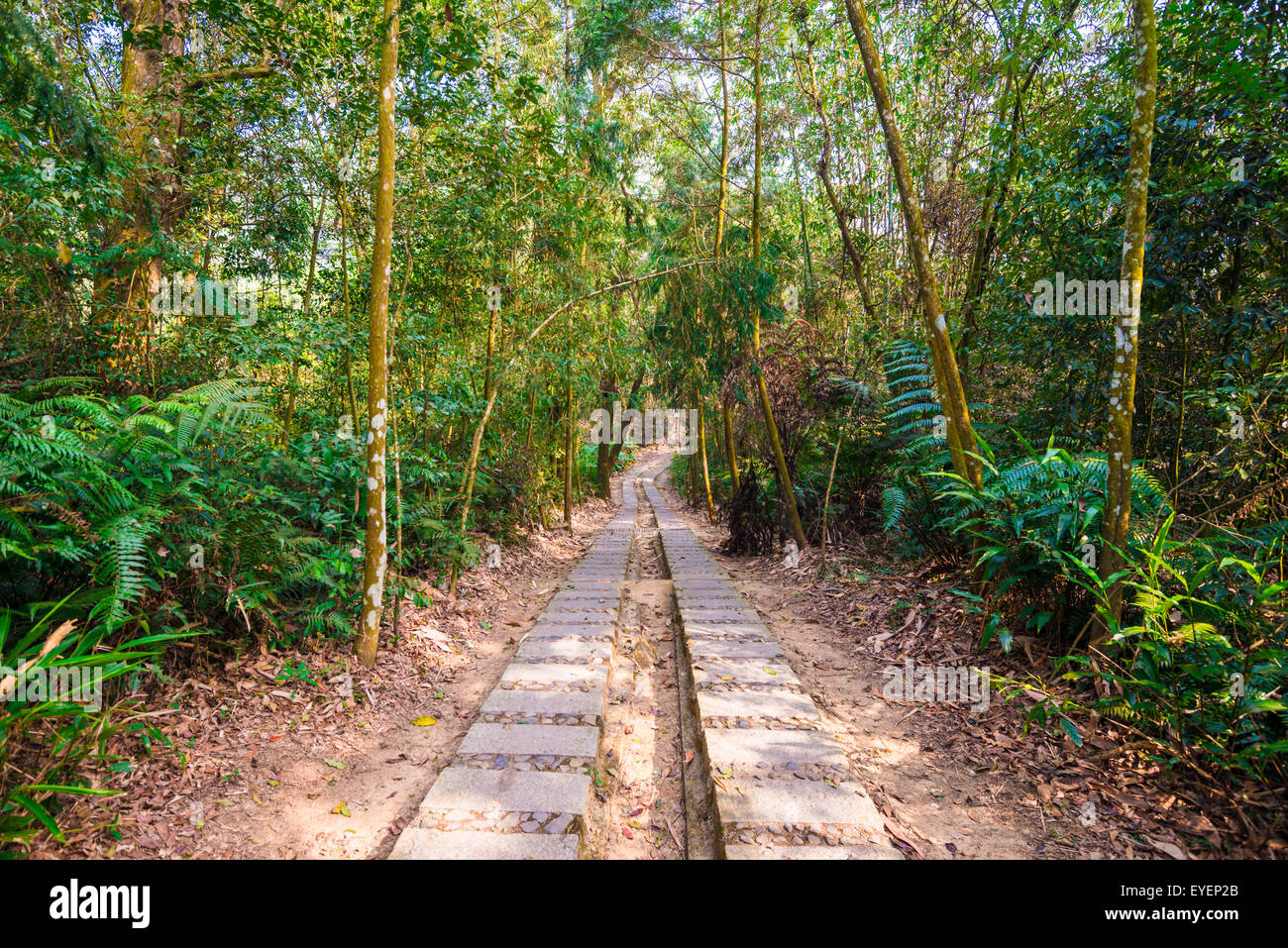Pathway in summer mountains. Through the green tree path with concrete surface Stock Photo - Alamy
