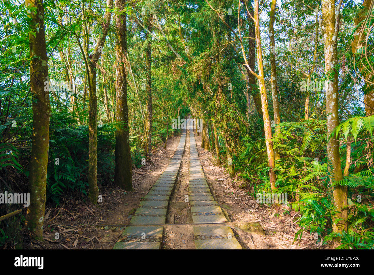 Pathway in summer mountains. Through the green tree path with concrete surface Stock Photo - Alamy