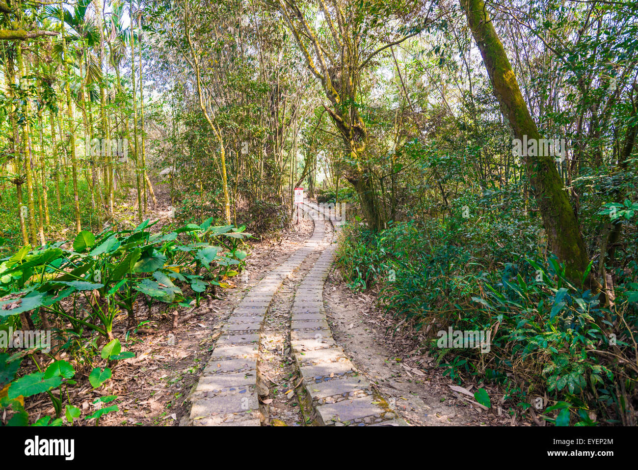Pathway in summer mountains. Through the green tree path with concrete surface Stock Photo - Alamy