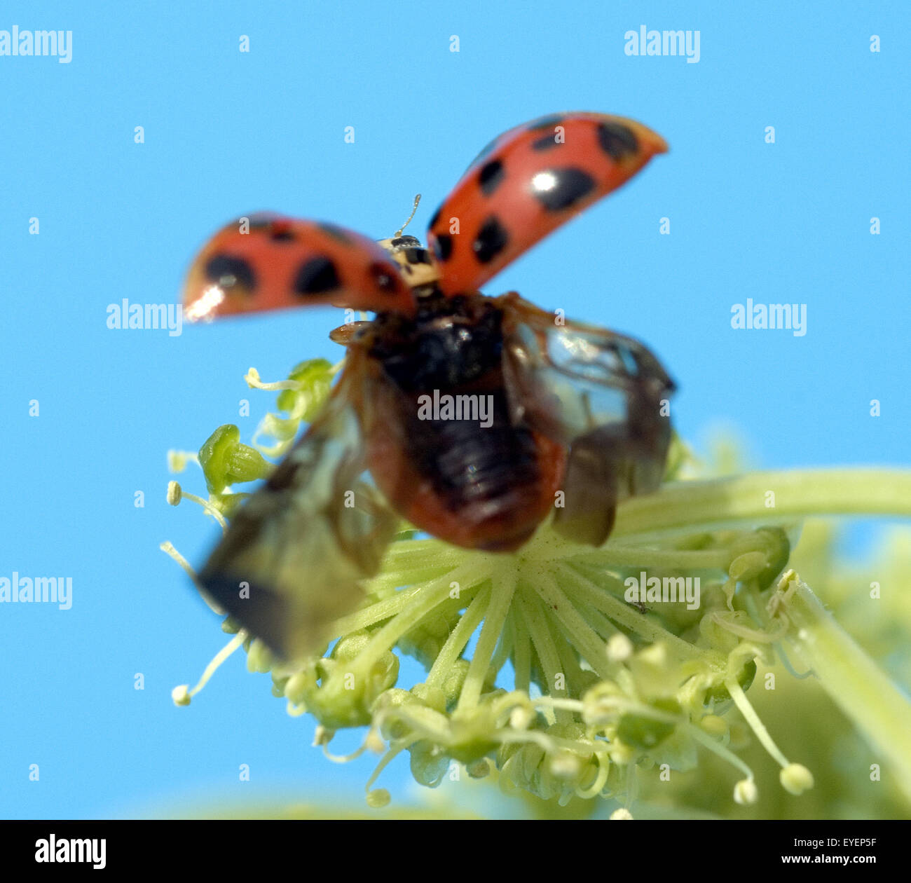 Japanischer Marienkaefer High Resolution Stock Photography and Images ...