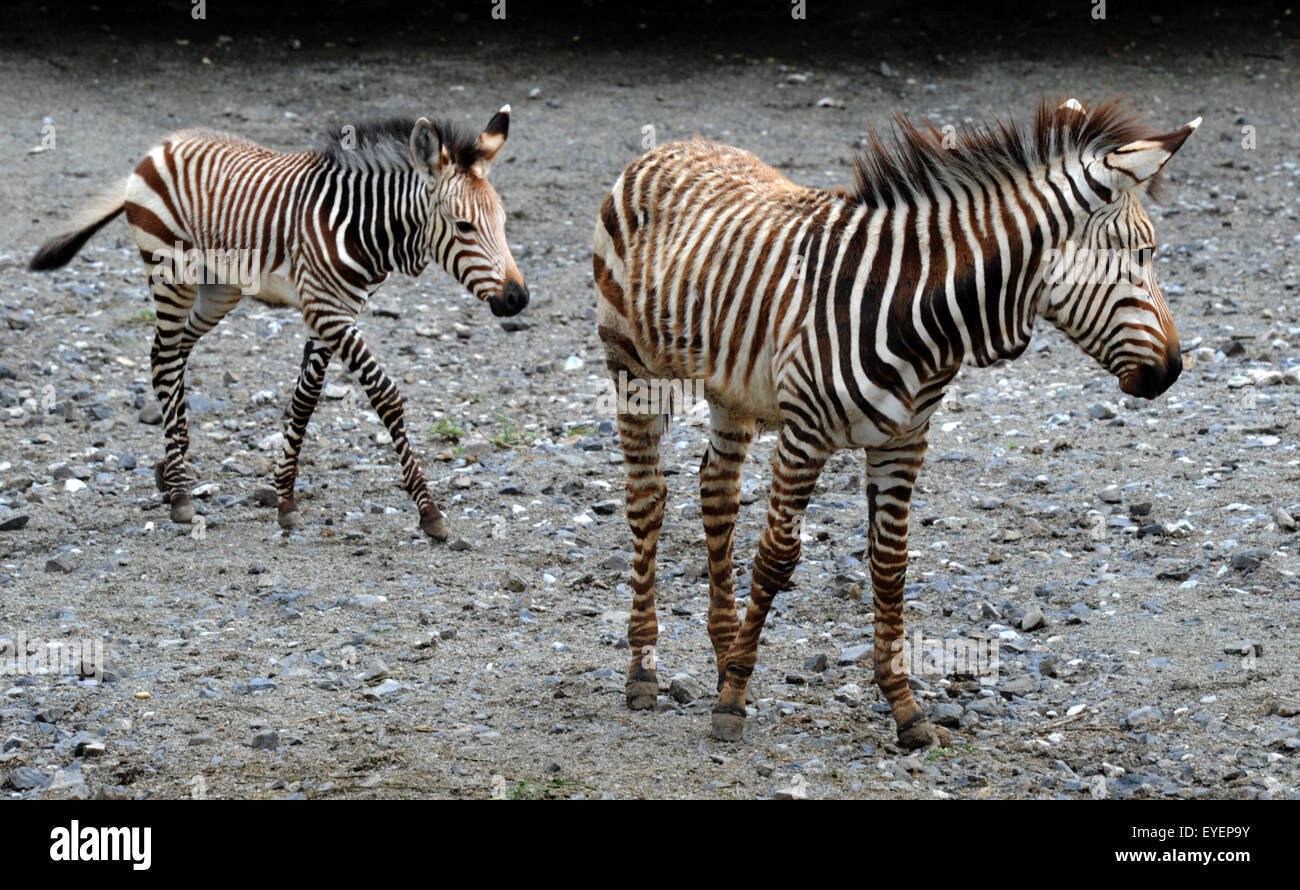 Two mares of Hartmann's mountain zebra (Equus hartmannae) were named Gugu and Ukali in Zoo Usti ...