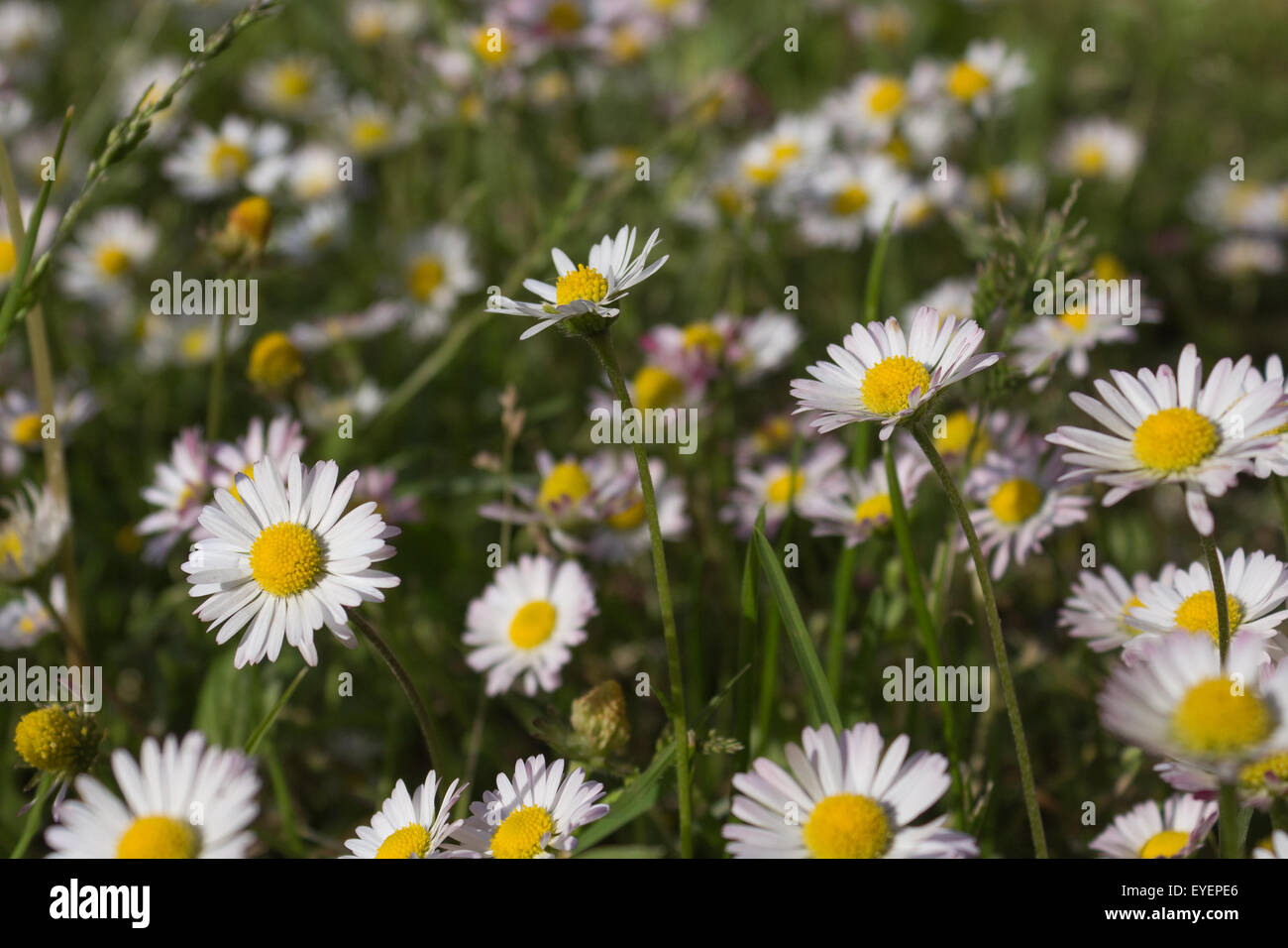 daisies, daisy flowers in meadow Stock Photo - Alamy