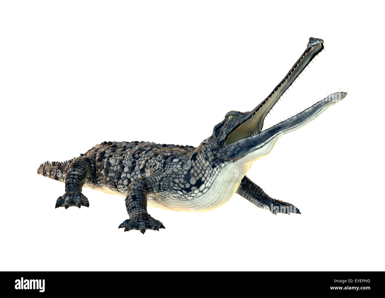 3D digital render of a gharial or Gavialis gangeticus, or gavial, or ...