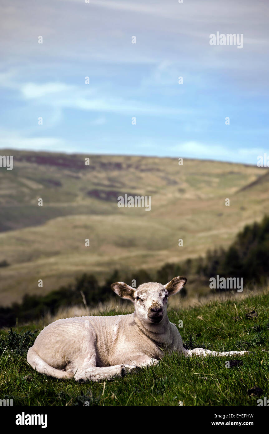 Lamb in Field Stock Photo - Alamy