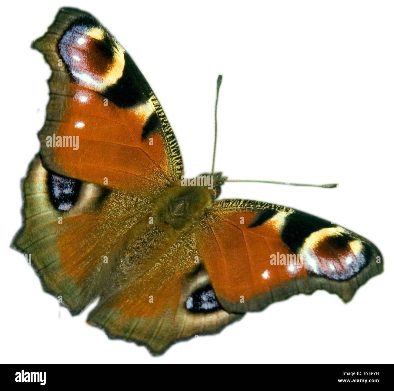 Schmetterling insekt inachis io hi-res stock photography and images - Alamy