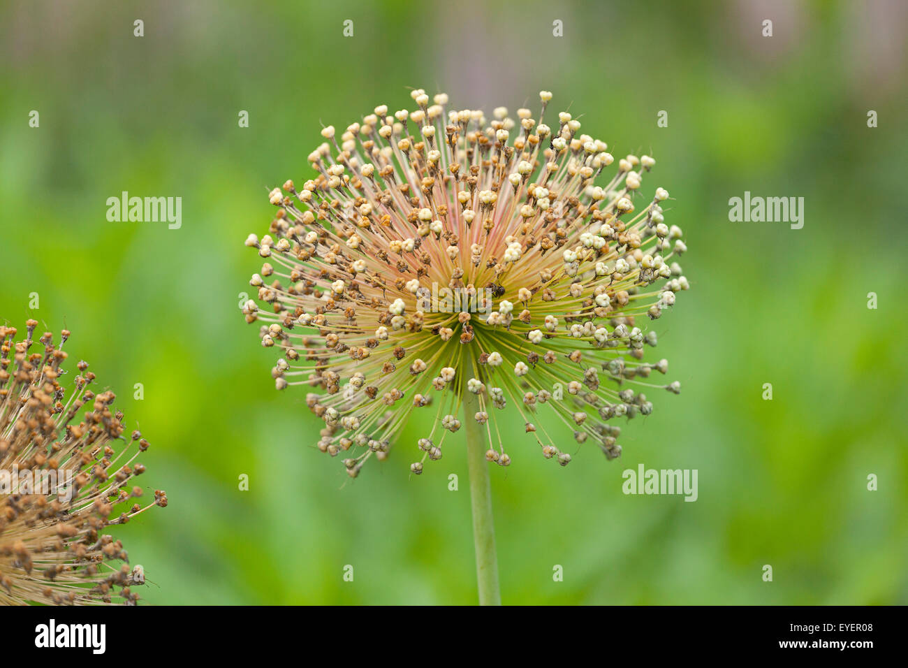 Onion flower hi-res stock photography and images - Alamy