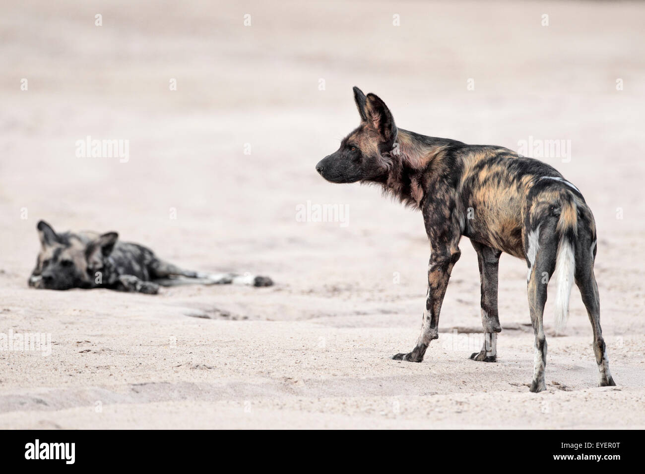 Wild dogs, Mana Pools National Park, Zimbabwe, Simbabwe, in river-bed ...