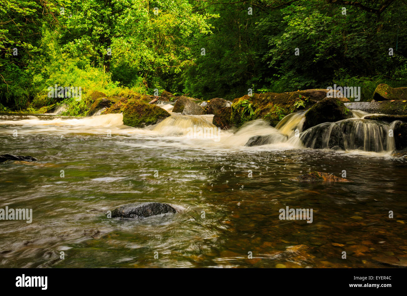 Tranquil scene along the River Lyhner in Rilla Mill in East Cornwall ...