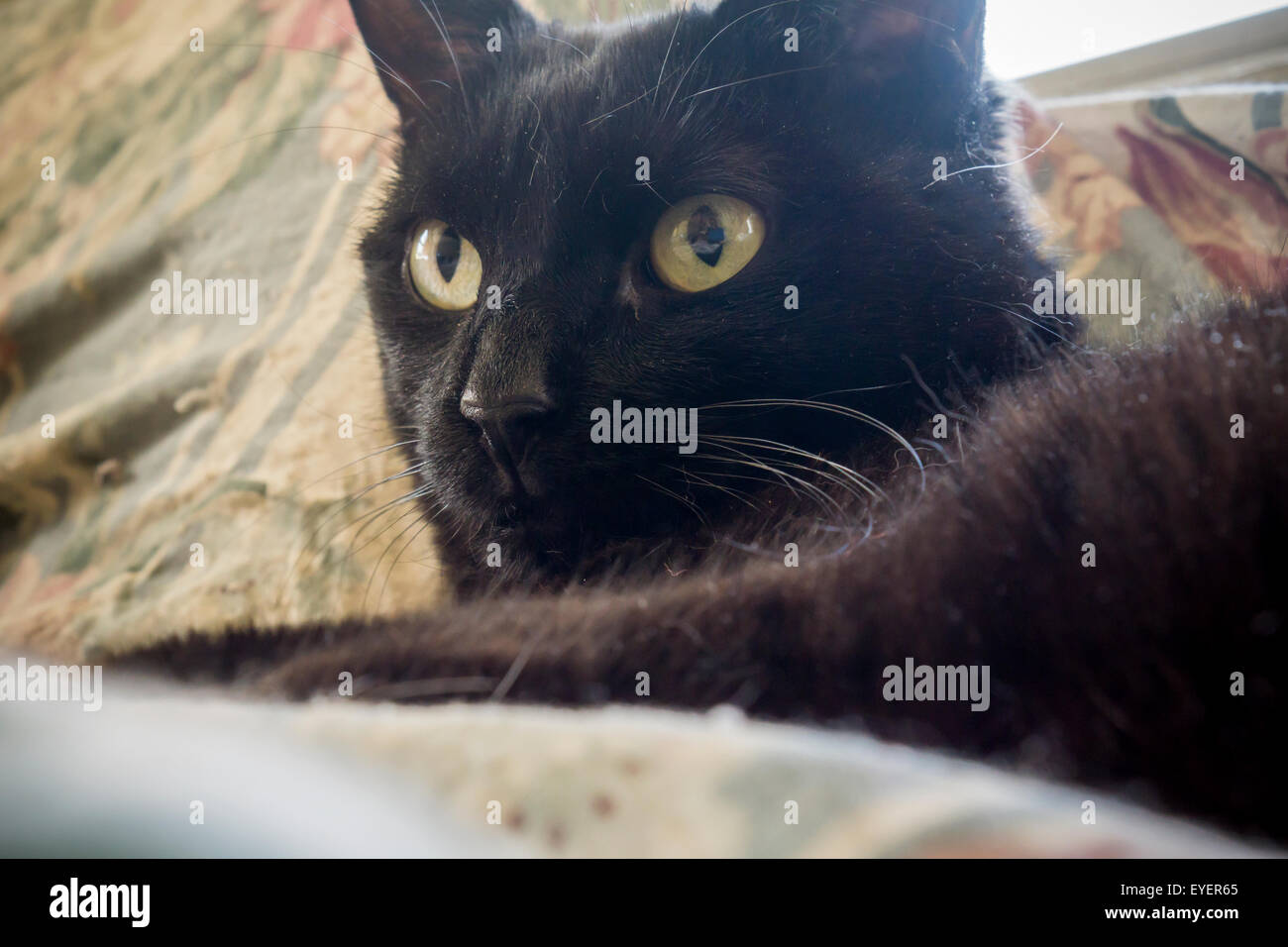 Boogie Woogie, a rescued domestic short hair black cat in the New York ...