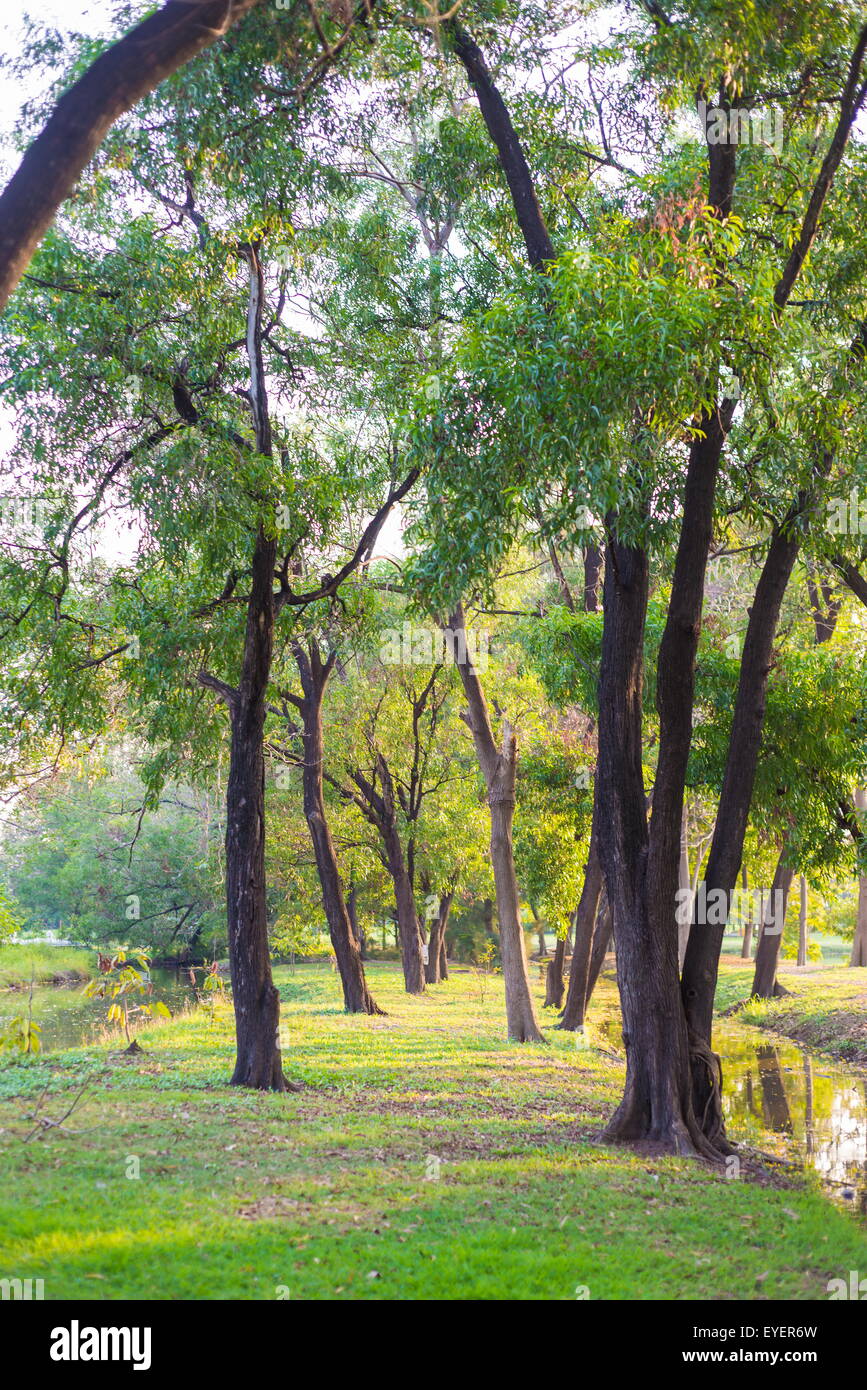 Green grass field and tree in city park, beautiful avenue in the park ...