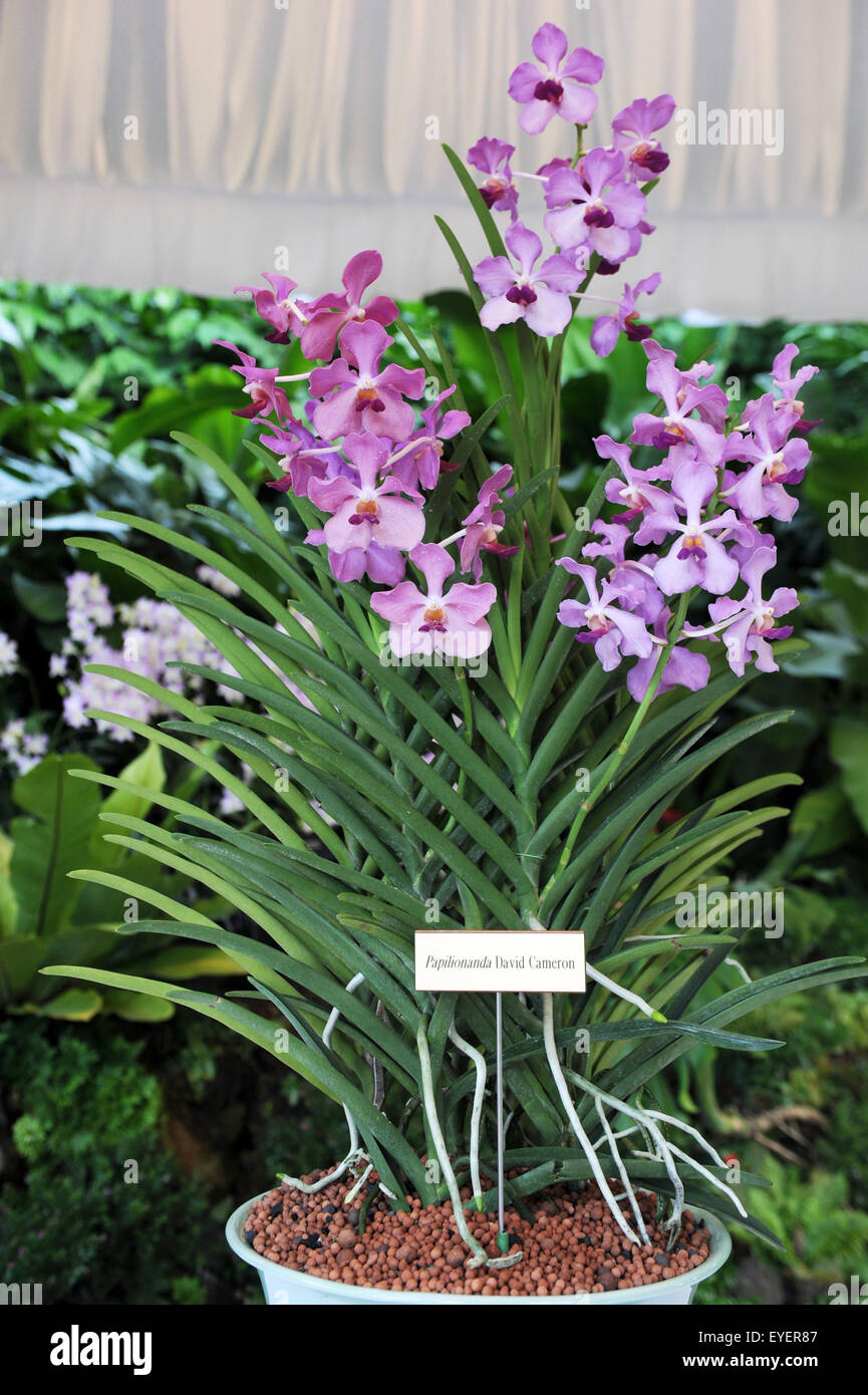 Singapore. 28th July, 2015. An orchid named after British Prime ...