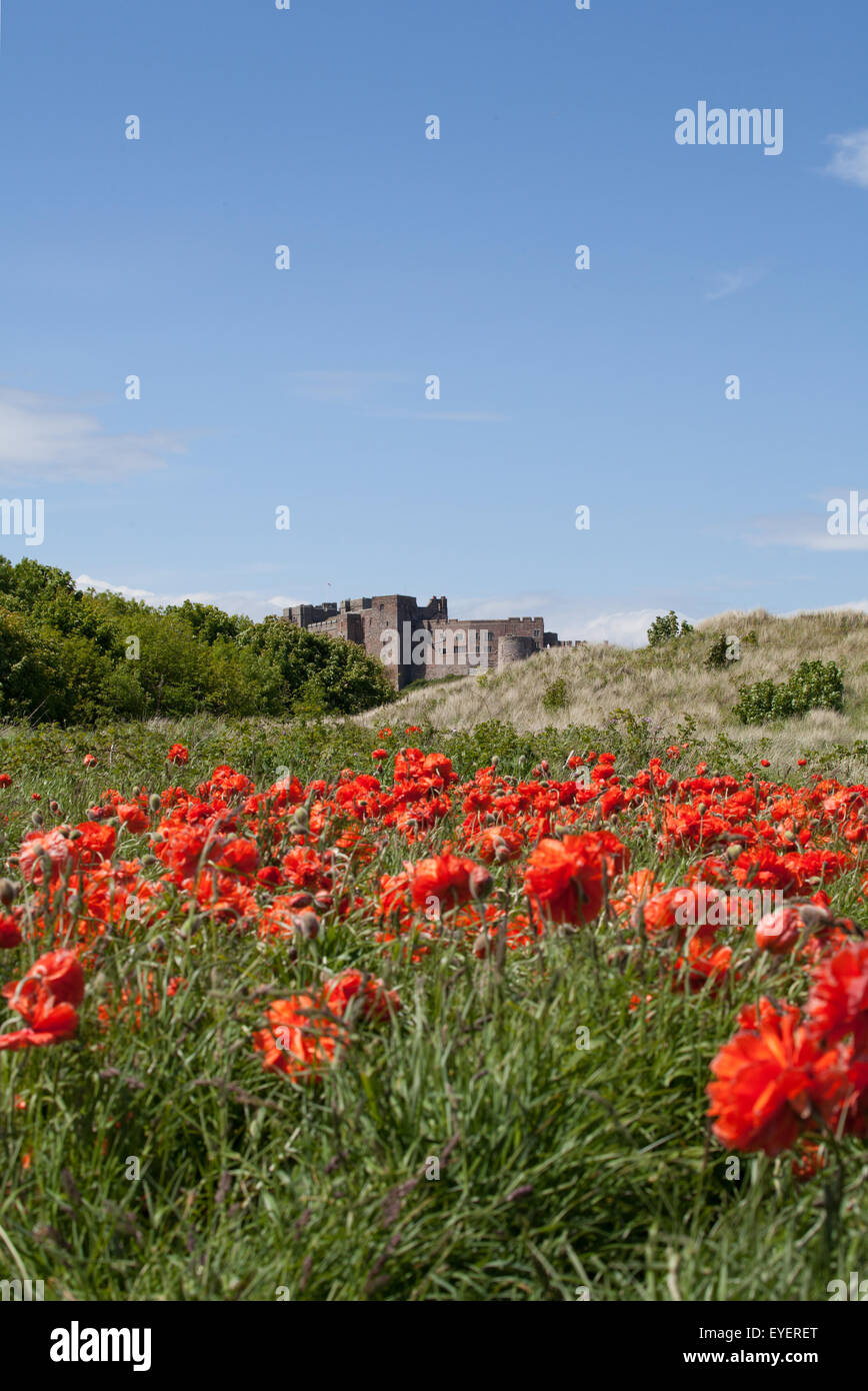 A field of red poppies in front of Bamburgh Castle Northumberland ...