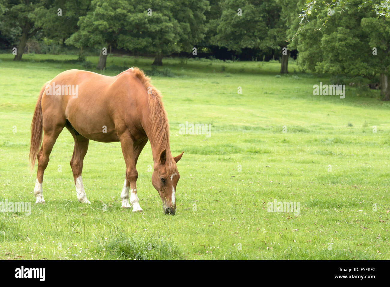 "Chestnut horse" England, UK Stock Photo - Alamy