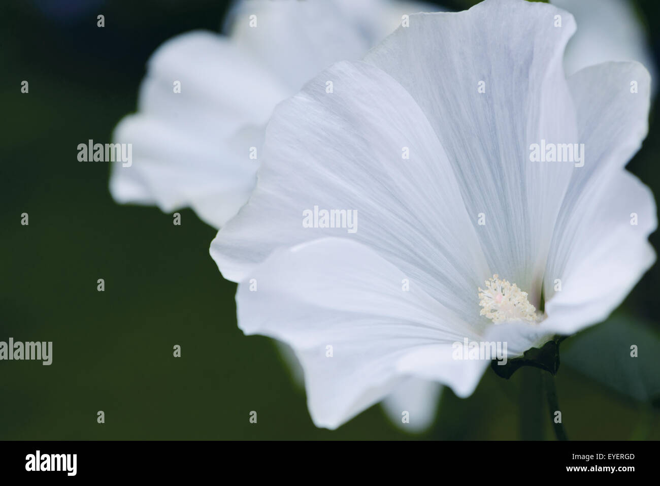 Beautiful close up flowers Stock Photo - Alamy