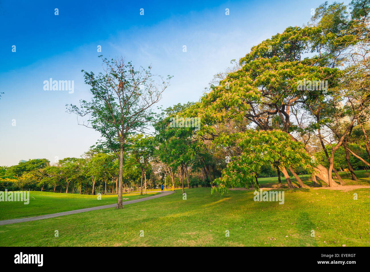 beautiful green park with sun light in evening, Sunset in park Stock ...
