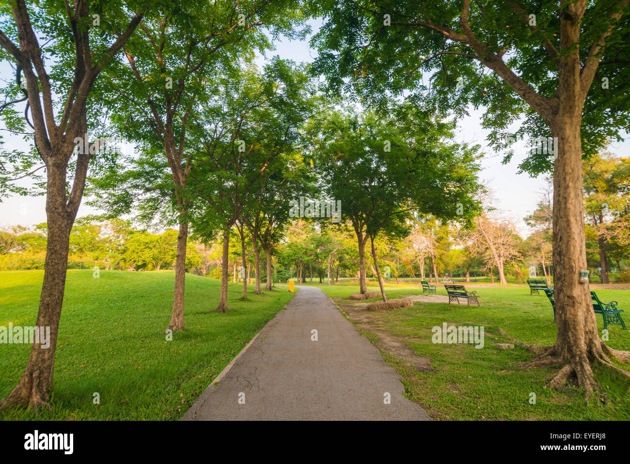 Beautiful avenue in to the park, path way Stock Photo - Alamy