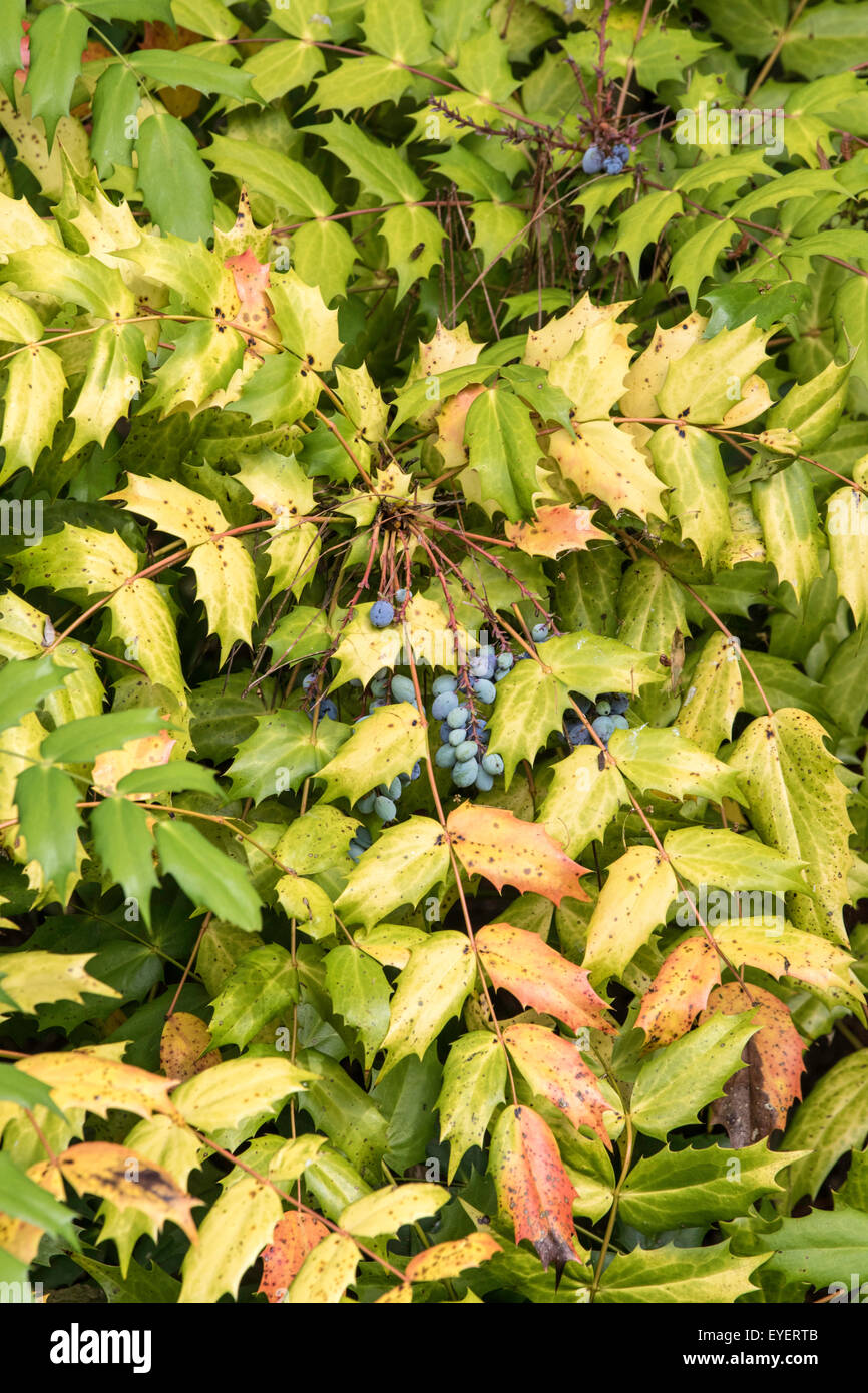 Mahonia Japonica shrub Stock Photo - Alamy
