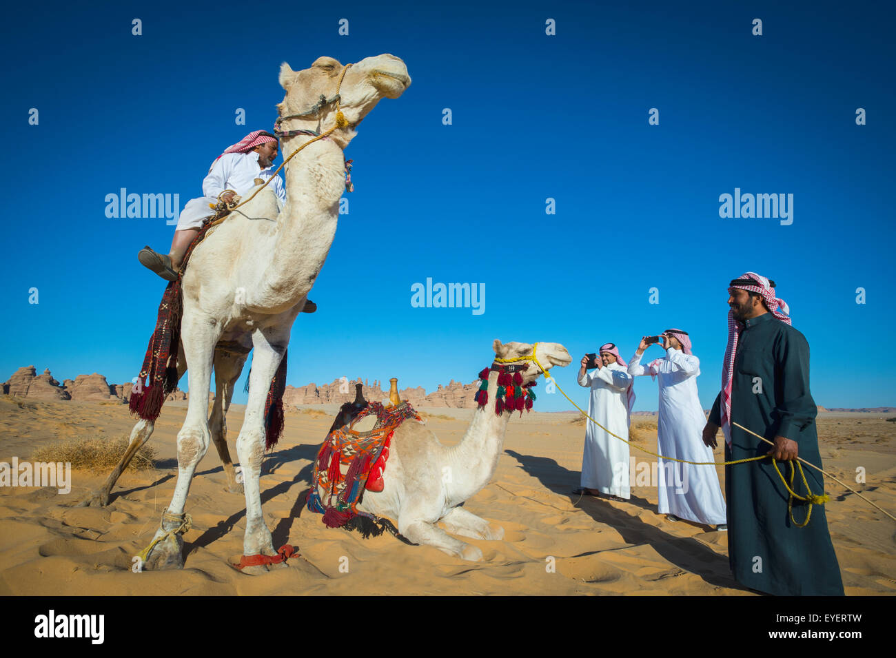 Saudi arabia desert camel hi-res stock photography and images - Alamy