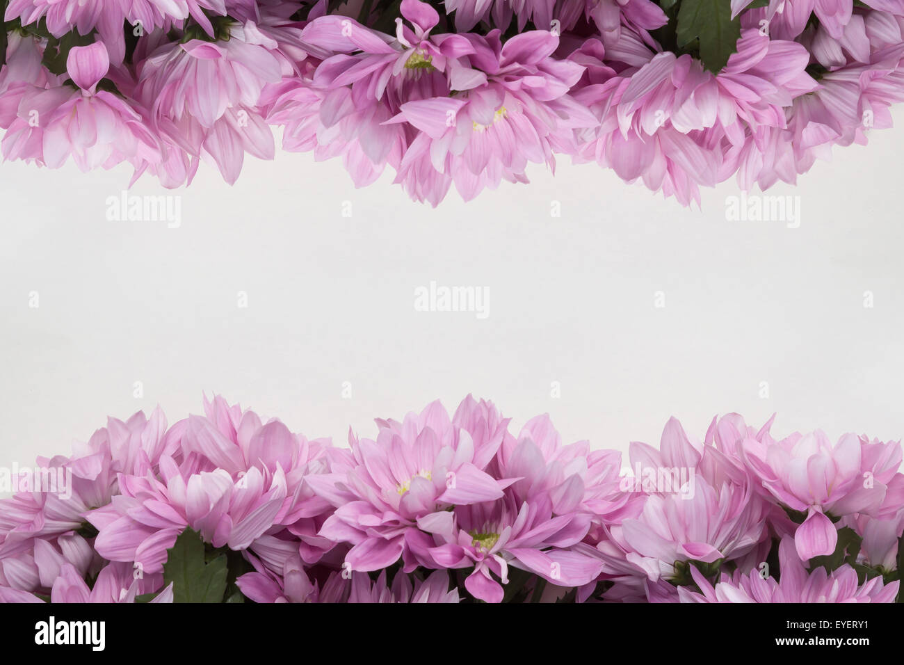 flower frame decoration on white background - spring flowers Stock ...